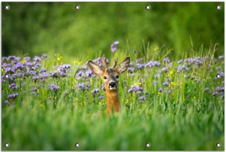 Wallario Outdoor-Poster f&uuml;r Garten oder Balkon Rehbock auf Wiese, Motivbanner Gr&ouml;&szlig;e: ca. 80 x 120 cm, Outdoor-Bild