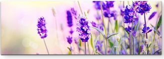 Paul Sinus Art Wandbild auf Leinwand 150x50cm Lavendel im Sonnenschein