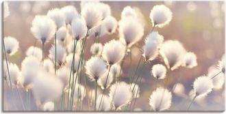 Artland Wanddeko Leinwand Bilder Wandbild 150 x 75 cm Natur Zauber Idyll Frühling Moor Pflanzen Gräser Blumen Wollgras T2BZ