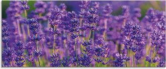 Artland ARTland Wanddeko Glasbilder Wandbild Glas Bild einteilig 125x50 cm Querformat Blumen Blüten Blumenwiese Lavendel Feld Natur Landschaft T4XT