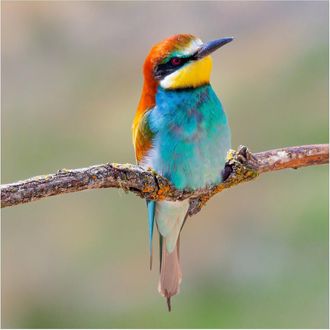 Wallario Sticker/Aufkleber f&uuml;r K&uuml;hlschrank/Geschirrsp&uuml;ler/K&uuml;chenschr&auml;nke, Selbstklebende Folie - 60 x 60 cm, Motiv: Vogel auf AST