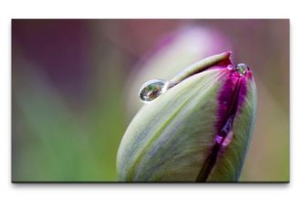 Paul Sinus Art Bilder XXL Tulpe mit Regentropfen 120x70cm Wandbild auf Leinwand