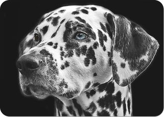 Fabulous Platzset mit Unterseite aus Kork, Dalmatiner, Hund schwarz und wei&szlig;, Nahaufnahme niedlicher Kopf, gro&szlig;, 39,5 x 28,5 cm