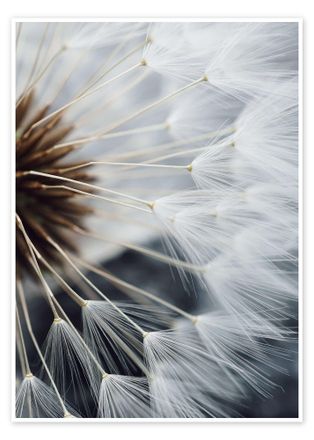 Posterlounge Innenleben einer Pusteblume II Poster 30 x 40 cm Wandbilder Wanddeko