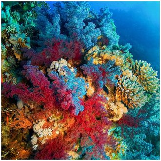 Wallario Sticker/Aufkleber für Kühlschrank/Geschirrspüler/Küchenschränke, Selbstklebende Folie - 60 x 60 cm, Motiv: Farbenfrohes Korallenriff