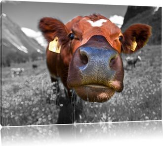 Pixxprint ausgewachsene Kuh auf Bergwiese B&W, Größe: 100x70cm, Leinwandbild, fertig gespannt, Wandbild, Dekoration, Kunstdruck, kein Poster