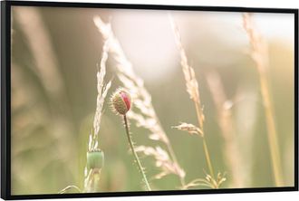 artboxONE Poster mit schwarzem Rahmen 30x20 cm Natur Mohnblumenknospe im Licht - Bild knospe Feld gegenlicht