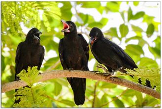 Wallario Outdoor-Poster f&uuml;r Garten oder Balkon Kr&auml;hen im Gespr&auml;ch, Motivbanner Gr&ouml;&szlig;e: ca. 60 x 90 cm, Outdoor-Bild
