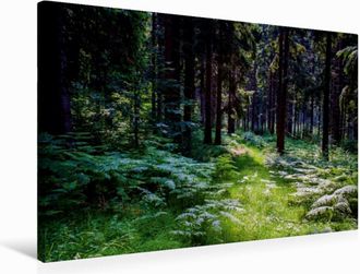 Calvendo Premium Textil-Leinwand 75 x 50 cm Quer-Format Nationalpark Schwarzwald | Wandbild, HD-Bild auf Keilrahmen, Fertigbild auf hochwertigem Vlies, Leinwan