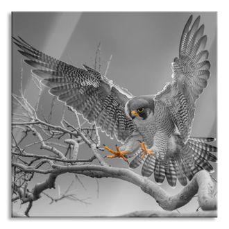 Pixxprint Glasbild, Wandbild auf Echtglas, Falke landet auf kahlem Ast B&W Detail, 50x50 cm, inkl. Aufhängung und Abstandshalter