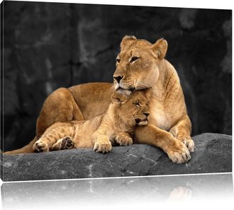 Pixxprint Löwe Löwenjungen, Größe: 120x80cm, Leinwandbild, fertig gespannt, Wandbild, Dekoration, Kunstdruck, kein Poster