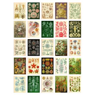 Artery8 50 Pcs Botanical Aesthetic Haeckel Colourful Collage Kit Wall Art Prints A6 Set Pack 14.8 x 10.5 cm (5.8 x 4.1) Bedroom Wall Home Bathroom Pictures Se