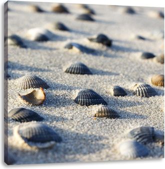 Pixxprint Muscheln im Sand, Gr&ouml;&szlig;e: 60x60, Leinwandbild Quadratisch, Wandbild, Kunstdruck, fertig bespannt