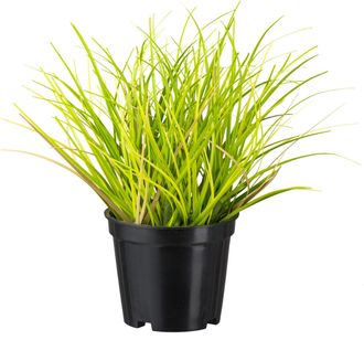 Creativ Green k&uuml;nstliches Gras 20 cm im Topf 2er Set I naturgetreues k&uuml;nstliches Dekogras f&uuml;r innen I 2X Ziergras f&uuml;r Innen I hochwertige & dekorative Dekopflanze I