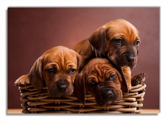 Wallario selbstklebendes Poster - Welpen im Korb, Aufkleber in Premiumqualit&auml;t, Klebefolie Gr&ouml;&szlig;e: 70 x 100 cm (Riesenposter)