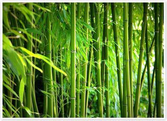 Posterlounge Bambus II Poster von Gabi Siebenhühner 120 x 90 cm Grün Wandbilder Wanddeko