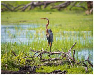 Wallario Poster - Graureiher am Wasser in Premiumqualit&auml;t, Gr&ouml;&szlig;e: 40 x 50 cm