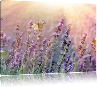 Pixxprint Schmetterlinge auf Lavendelblumen, Größe: 60x40cm, Leinwandbild, fertig gespannt, Wandbild, Dekoration, Kunstdruck, kein Poster