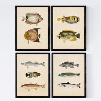 Nacnic Set 4 Blatt Fisch Jahrgang bunten Effekt. Mittelmeer. Zusammensetzung von 10 verschiedenen Fischen. Jahrgang Hintergrund Altpapier. A4 Gr&ouml;&szlig;e, Rahmenlo