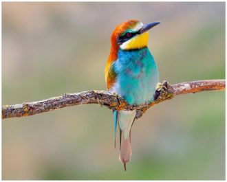 Wallario Poster - Vogel auf AST in Premiumqualit&auml;t, Gr&ouml;&szlig;e: 40 x 50 cm