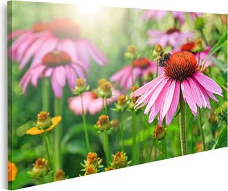 Islandburner Bild auf Leinwand Hummeln Blumen Echinacea Purple Close Up Insekten Sun Sets Wiese Bilder Wandbilder Poster GKXY-1P