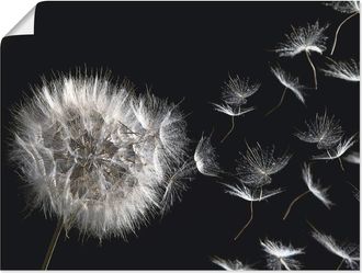 Artland Wanddeko Poster & Kunstdrucke Wandposter 80x60 cm Querformat Blumenbilder Pusteblume Blumen Pflanzen Schwarz Weiß U1UG