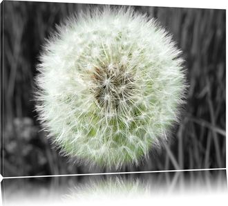Pixxprint klassische zarte Pusteblume B&W, Größe: 100x70cm, Leinwandbild, fertig gespannt, Wandbild, Dekoration, Kunstdruck, kein Poster