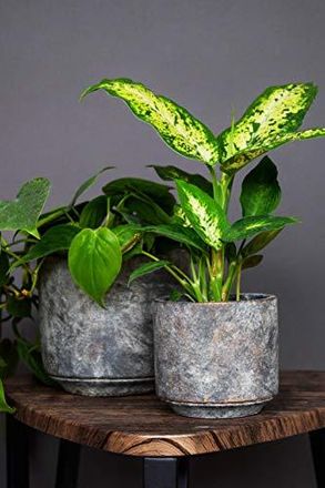 Ivyline Blumentopf, Zement, Earth, 16 cm