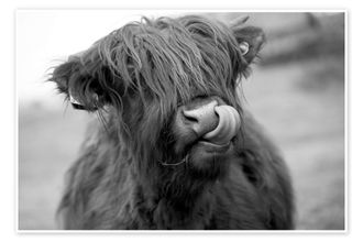 Posterlounge Witziges Schottisches Hochlandrind Poster von John Short 100 x 70 cm Schwarz-Weiß Wandbilder Wanddeko