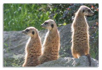 Wallario Fr&uuml;hst&uuml;cksbrettchen aus Glas, Glasunterlage, Glasbrettchen Erdm&auml;nnchen im Sonnenschein, Gr&ouml;&szlig;e 20 x 30 cm, Sicherheitsglas