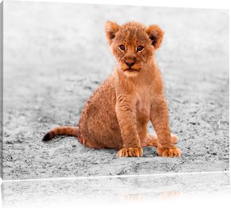 Pixxprint Verlassenes Löwenbaby, Größe: 60x40cm, Leinwandbild, fertig gespannt, Wandbild, Dekoration, Kunstdruck, kein Poster