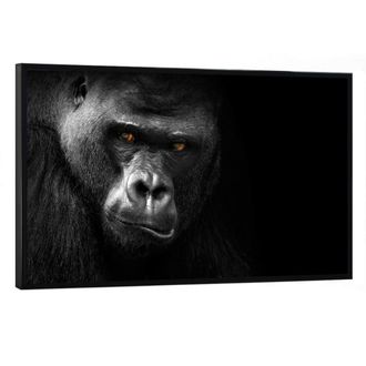 artboxONE Poster mit schwarzem Rahmen 45x30 cm Tiere Gorilla 3 - Bild Natur Affen Gorilla