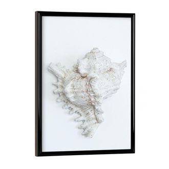 artboxONE Poster mit schwarzem Rahmen 18x13 cm Natur Muschel - Bild Muscheln Fotografie k&uuml;ste