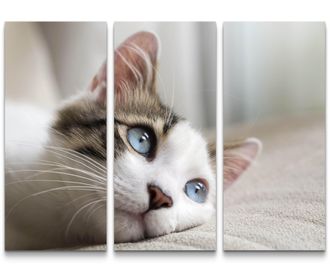 Paul Sinus Art Leinwandbilder | Bilder Leinwand 130x90cm Katze mit blauen Augen