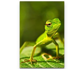 Paul Sinus Art Leinwandbilder | Bilder Leinwand 90x60cm grüne Echse