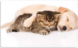 Wallario Fr&uuml;hst&uuml;cksbrettchen aus Glas, Glasunterlage, Glasbrettchen Katze und Hund in Harmonie - Kuschelnde Tiere, Gr&ouml;&szlig;e 14 x 23 cm, Sicherheitsglas