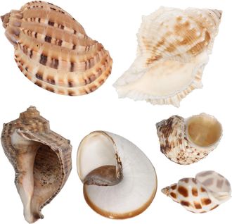 SOLUSTRE 6 Stück Große Natürliche Meeresschnecken Muscheln Aquarium Dekorationen Einsiedlerkrebs Gehäuse Fischbecken Zubehör Lebensechte Meeresdeko für Unterwa