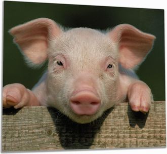 Wallario Herdabdeckplatte/Spritzschutz aus Glas, 1-teilig, 60x52cm, f&uuml;r Ceran- und Induktionsherde, S&uuml;&szlig;es Ferkel auf dem Bauernhof in Nahaufnahme