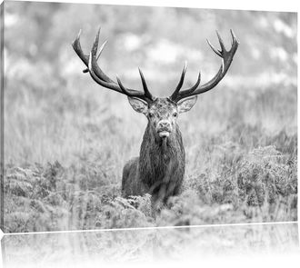 Pixxprint Großer Hirsch im Feld Kunst B&W, Größe: 100x70cm, Leinwandbild, fertig gespannt, Wandbild, Dekoration, Kunstdruck, kein Poster