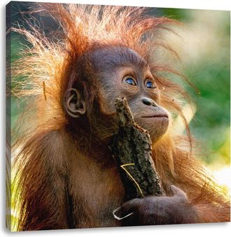 Pixxprint Orang-Utan Baby spielt mit Stock, Gr&ouml;&szlig;e: 40x40 cm, Leinwandbild Quadratisch, Wandbild, Kunstdruck, fertig bespannt