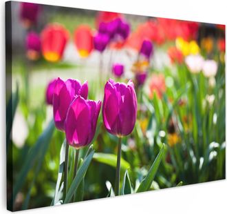 MuchoWow Leinwand Bilder, Einzigartige Wanddeko mit Rahmen, Fr&uuml;hling - Tulpen - Lila, Wandbilder Wohnzimmer, Deko Schlafzimmer 60x40 cm