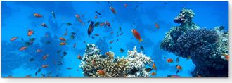 Paul Sinus Art Leinwandbilder | Bilder Leinwand 150x50cm Korallenriff mit exotischen Fischen