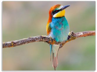 Wallario Glasunterlage/Schneidebrett aus Glas, Vogel auf AST, Gr&ouml;&szlig;e 30 x 40 cm, Kratzfest, aus Sicherheitsglas