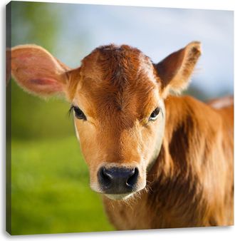 Pixxprint Junge Kuh Kälbchen, Größe: 70x70, Leinwandbild Quadratisch, Wandbild, Kunstdruck, fertig bespannt