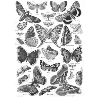 Wee Blue Coo Scientific Illustration Butterfly Moth Black White Drawing Art Print Poster Wall Decor Kunstdruck Poster Wand-Dekor-12X16 Zoll