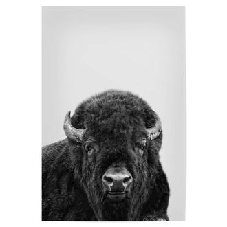artboxONE Poster 30x20 cm Tiere Bison, Buffalo hochwertiger Design Kunstdruck - Bild Bison