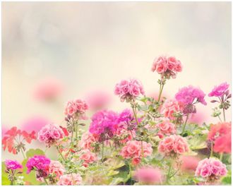 Wallario Poster - Zarte Bl&uuml;ten in Rosa in Premiumqualit&auml;t, Gr&ouml;&szlig;e: 40 x 50 cm