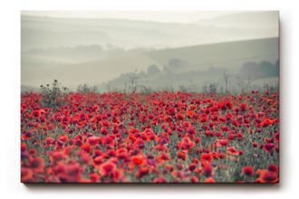 Paul Sinus Art Sinus Art Wandbild 90x60cm Friedliche Blumenlandschaft mit Weitblick und nat&uuml;rlicher Farbintensit&auml;t