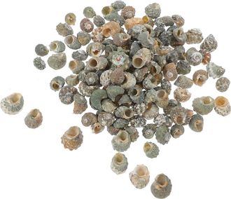 Cabilock 100 Stück Natürliche Conch Muscheln Dekorationen für Aquarium und DIY Glatte Kanten Vielseitig als Krebsersatzschalen und Handspielzeug Geeignet für L