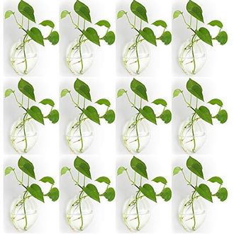 Nuptio 12 Pièces Murales Suspendues Planteurs de Verre Pot - Eau Plantation Vases Air Fleur Vase Plante Terrariums Conteneur de Plantes